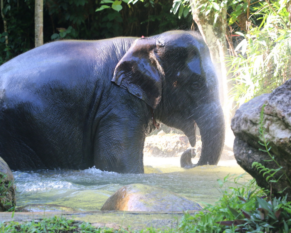 Thai Culture And Elephant Tour From Khao Lak OutdoorTrip thai-culture-and-elephant-tour-from-khao-lak-outdoortrip
