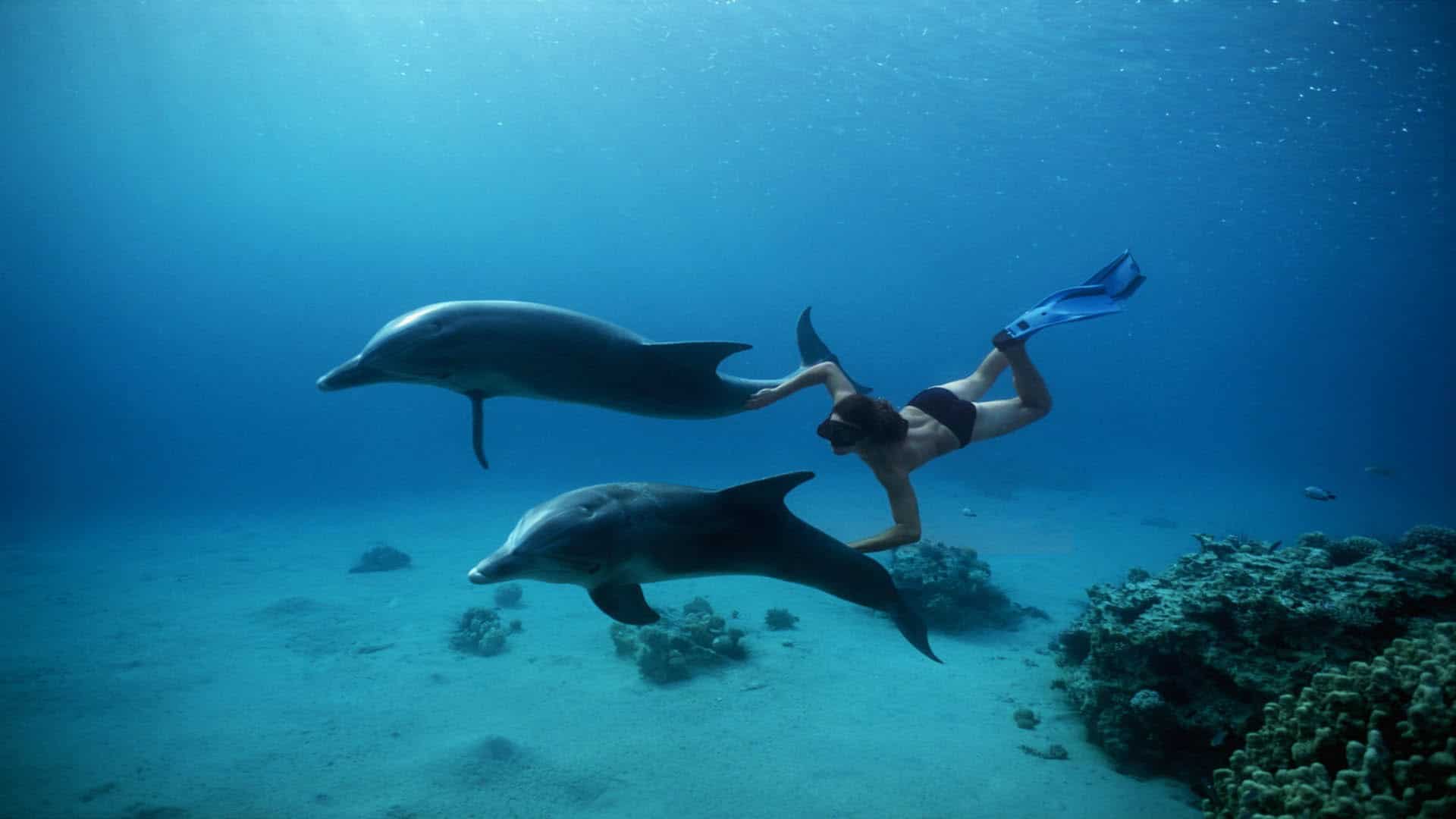 Swim With Dolphins Near Hurghada Coast Dolphin House OutdoorTrip